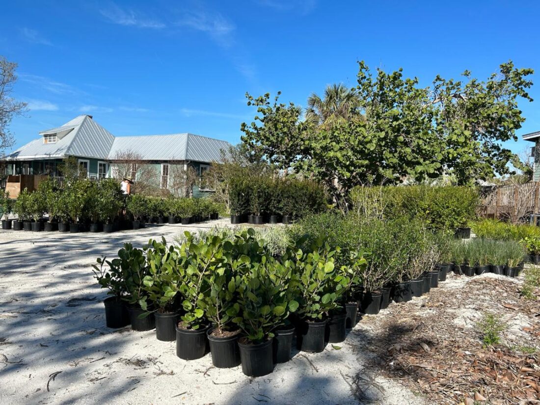 SCCF reopens landscapes, garden center post-storm - SANIBEL-CAPTIVA ...